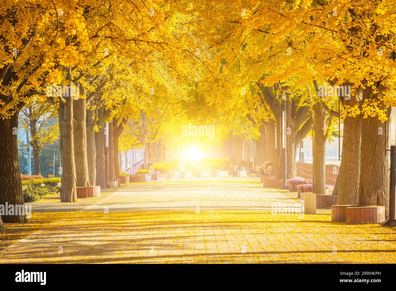 autumn ginkgo trees tunnel in the morning with yellow leaves besides Gokkyocheon Creek near Asan ...