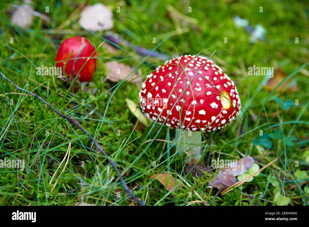 Red fly agarics with white dots on a green forest lawn Stock Photo - Alamy