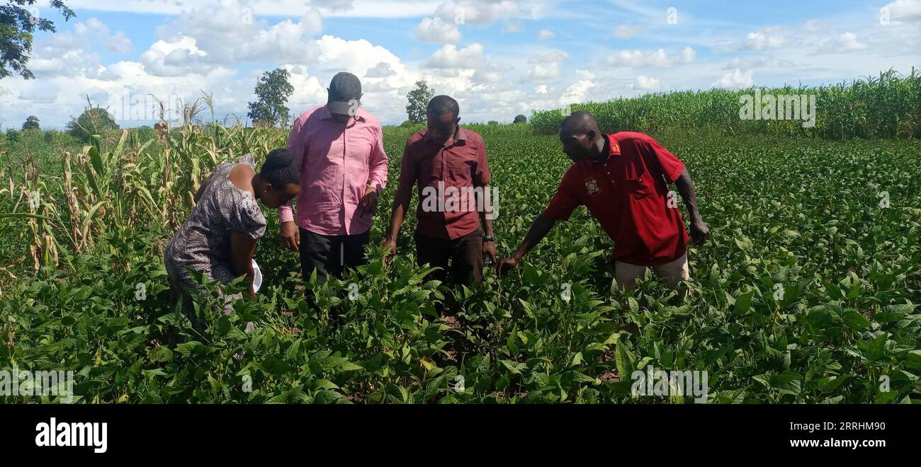Maize project hi-res stock photography and images - Alamy