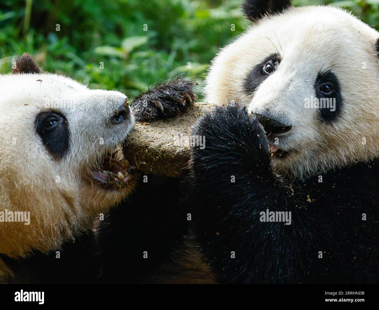 220704 -- CHENGDU, July 4, 2022 -- Giant panda twins He Hua L and He Ye ...