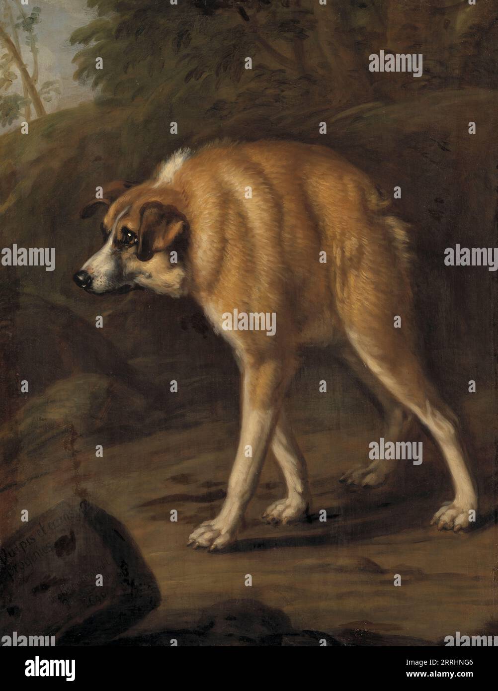 Deformed dog hi-res stock photography and images - Alamy