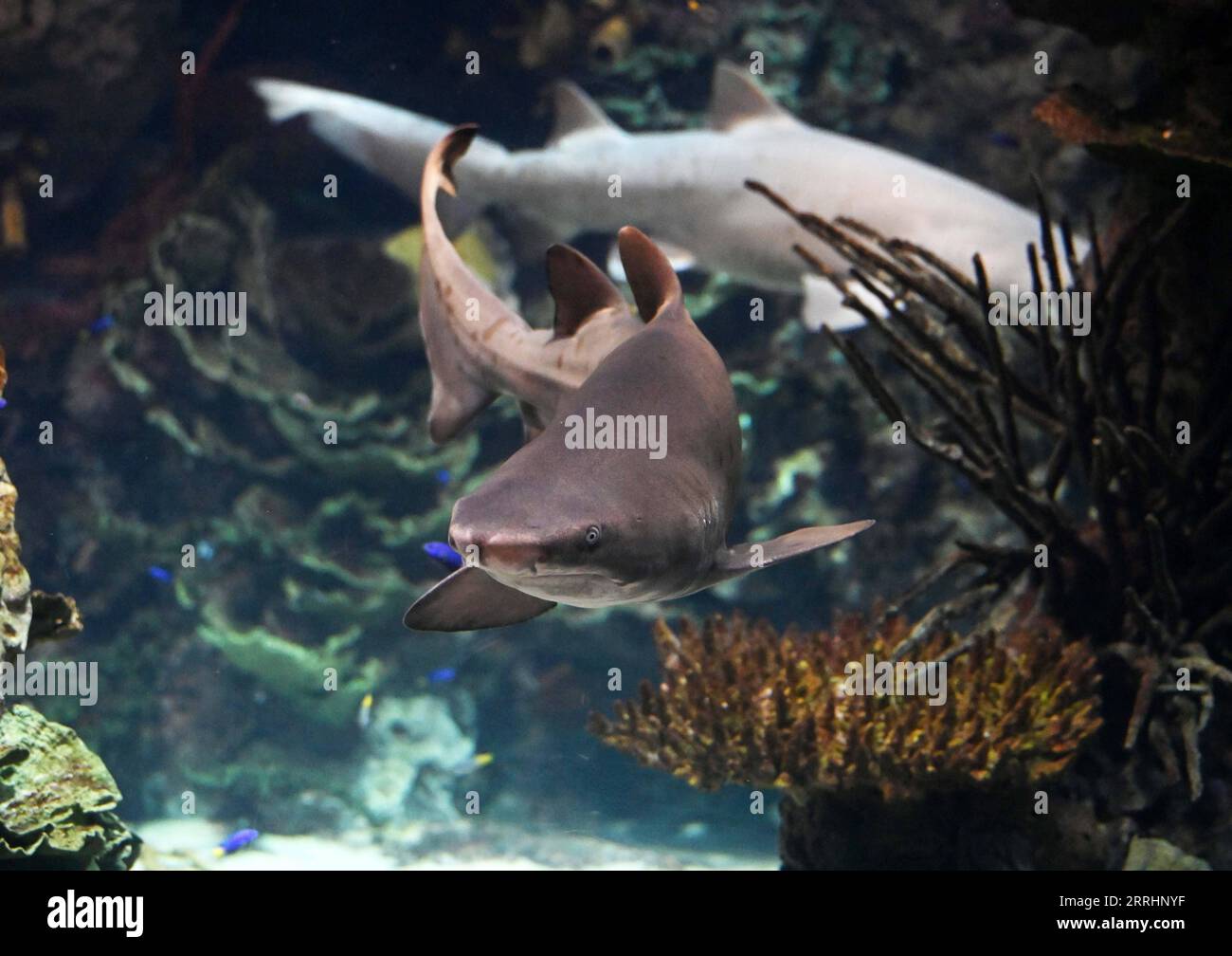Scientific center kuwait aquarium hi-res stock photography and images ...