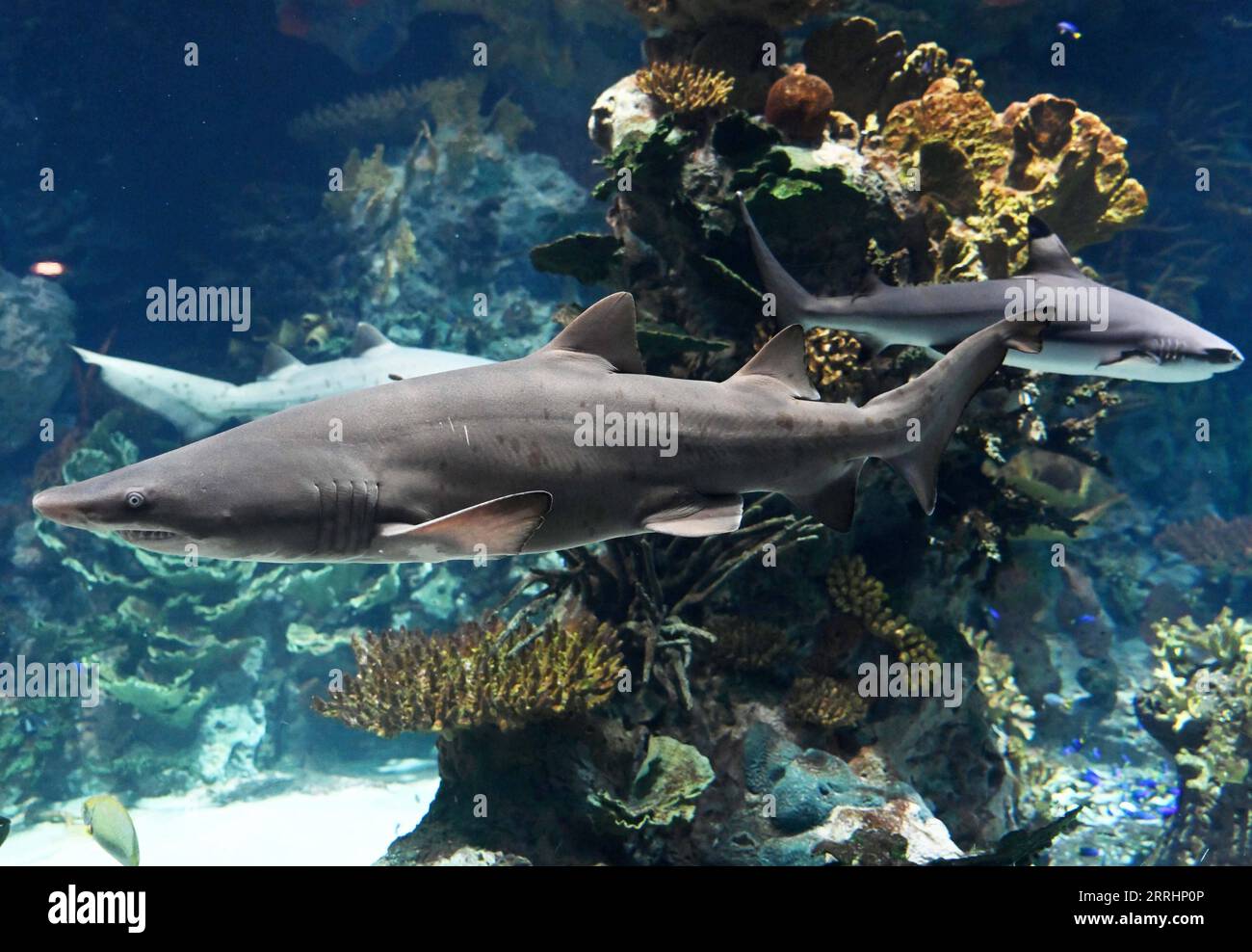 Shark breedig hi-res stock photography and images - Alamy