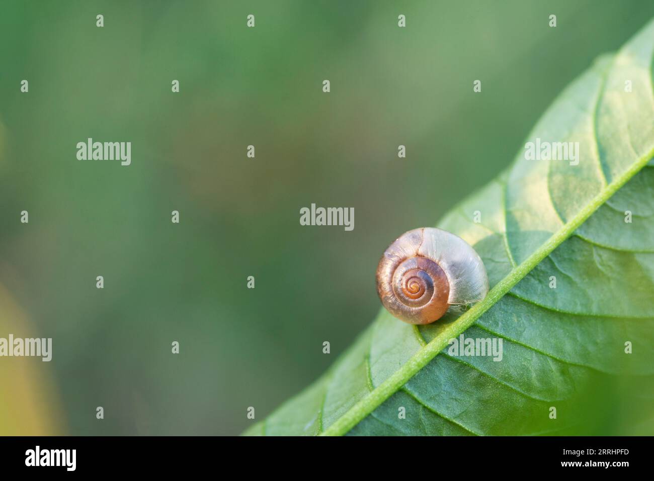 Italy, Lombardy, Snail on Green Leaves Stock Photo - Alamy