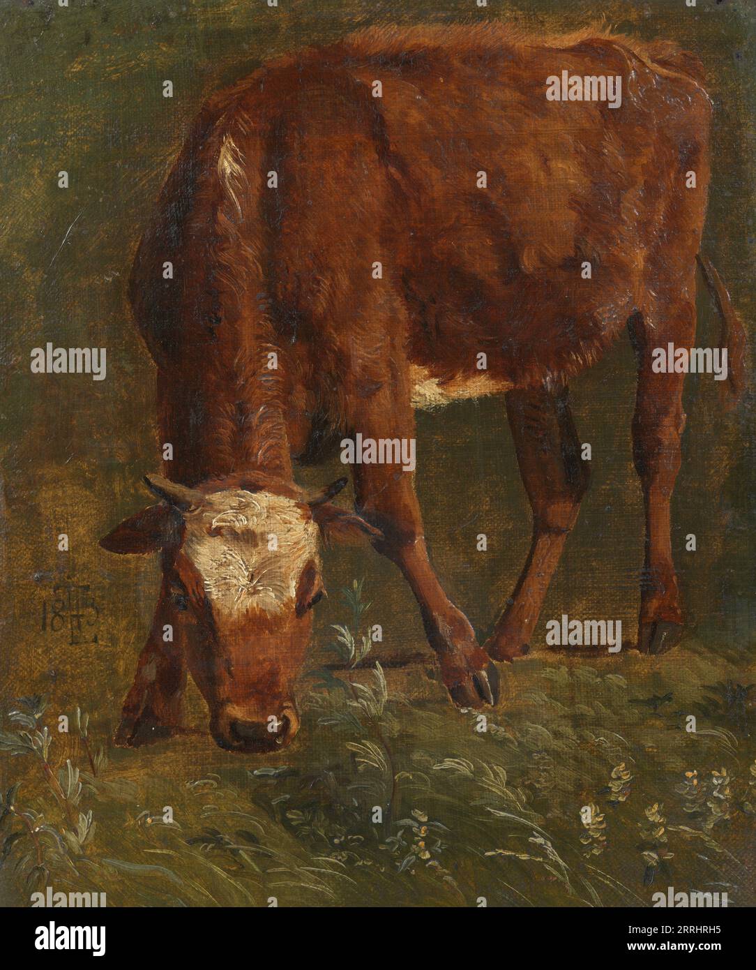 Grazing red heifer. Study, 1843 Stock Photo - Alamy