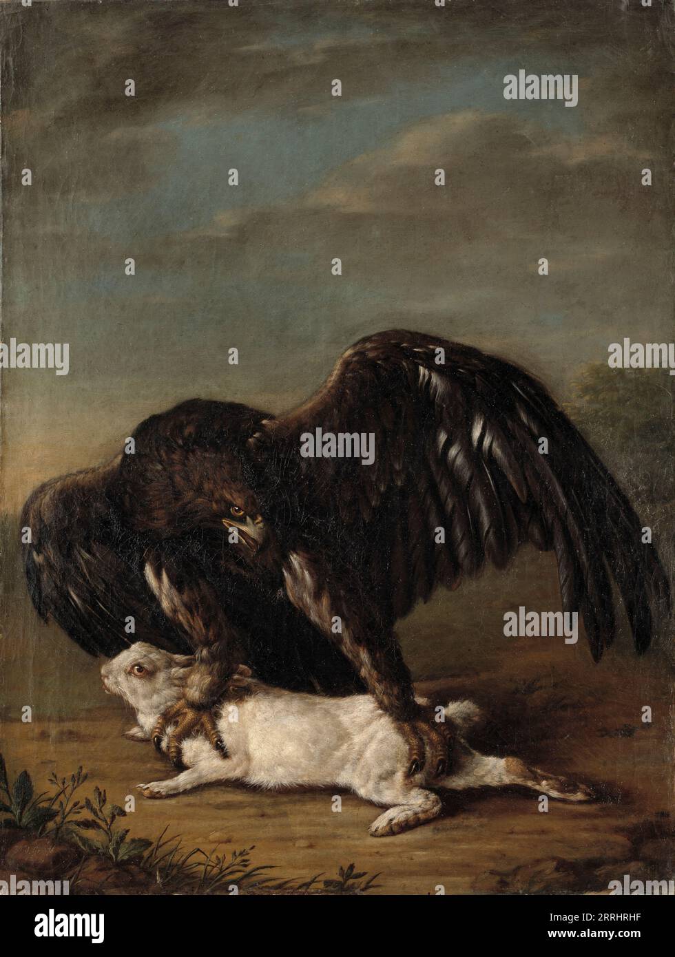 Eagle hunting hare hi-res stock photography and images - Alamy