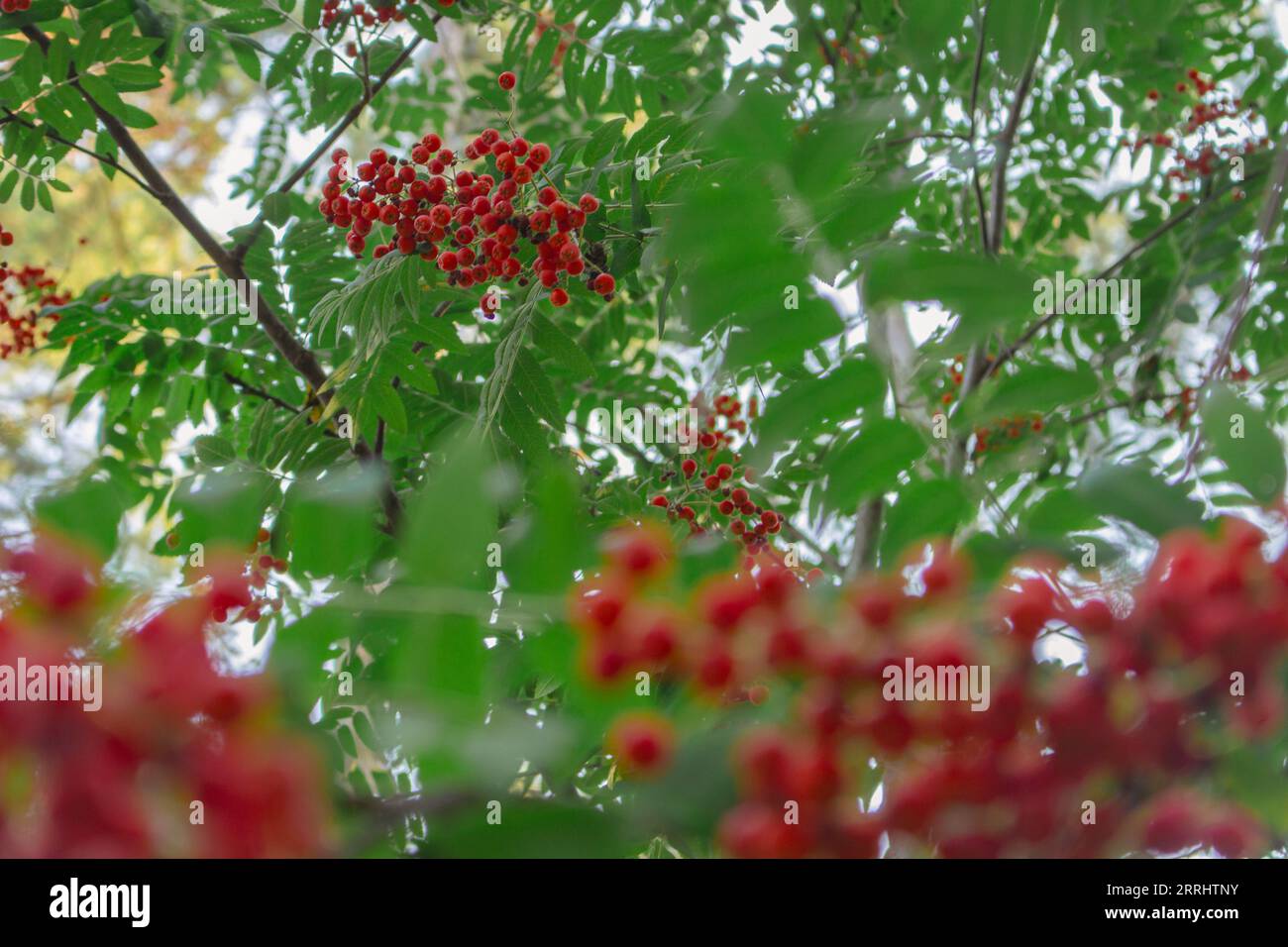 Rowan tree wildlife hi-res stock photography and images - Alamy