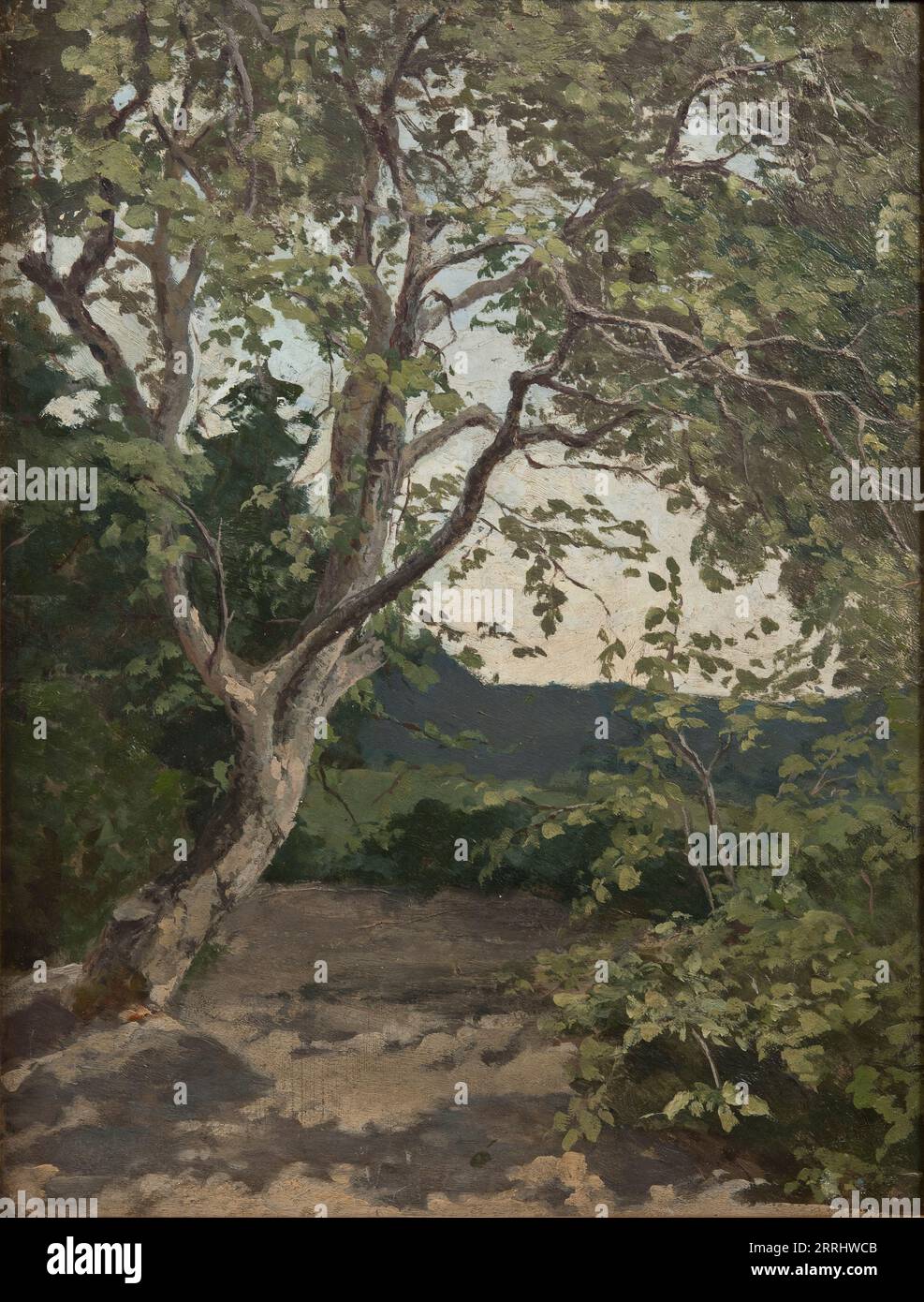 19th century tree study hi-res stock photography and images - Alamy