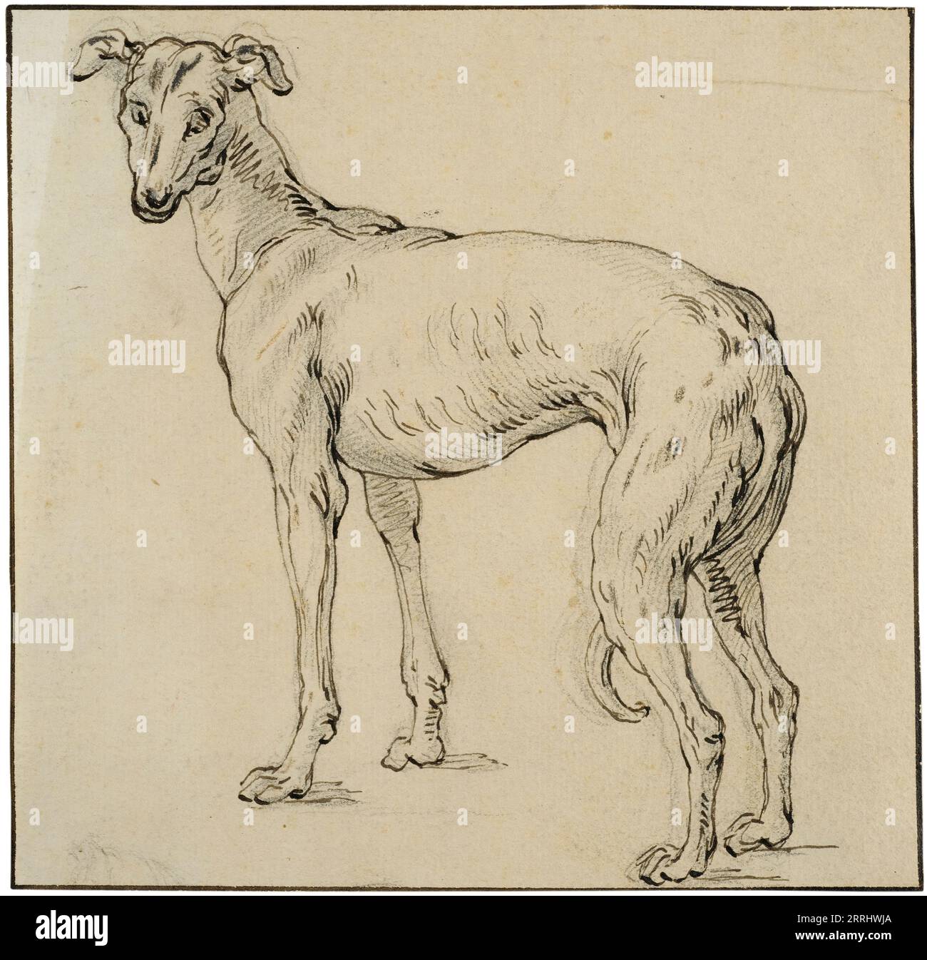 Greyhound legs hi-res stock photography and images - Alamy