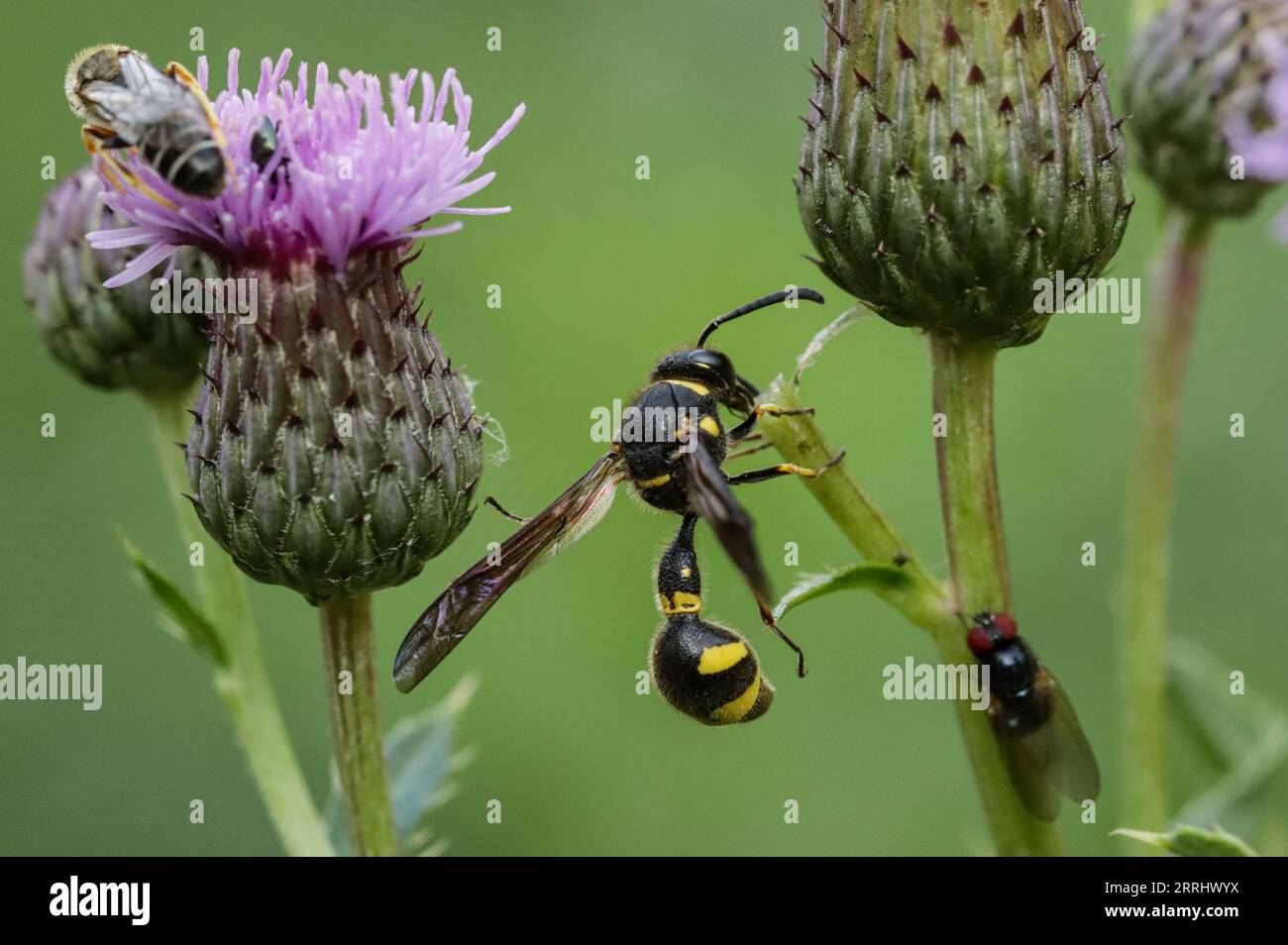 Mason wasp on Cirsium vulgare Stock Photo - Alamy