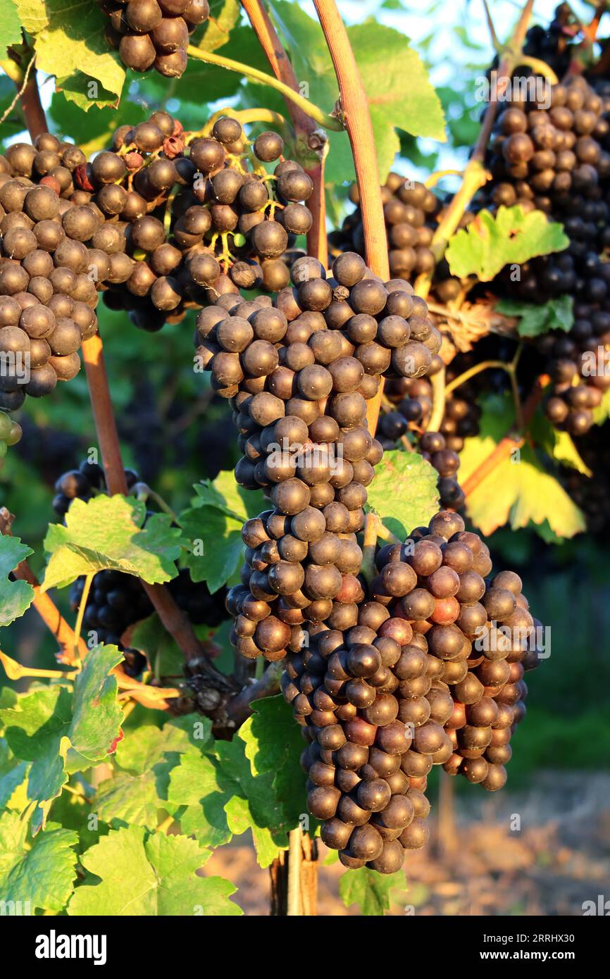 Juicy Grapes Ready For The Harvest Stock Photo - Alamy