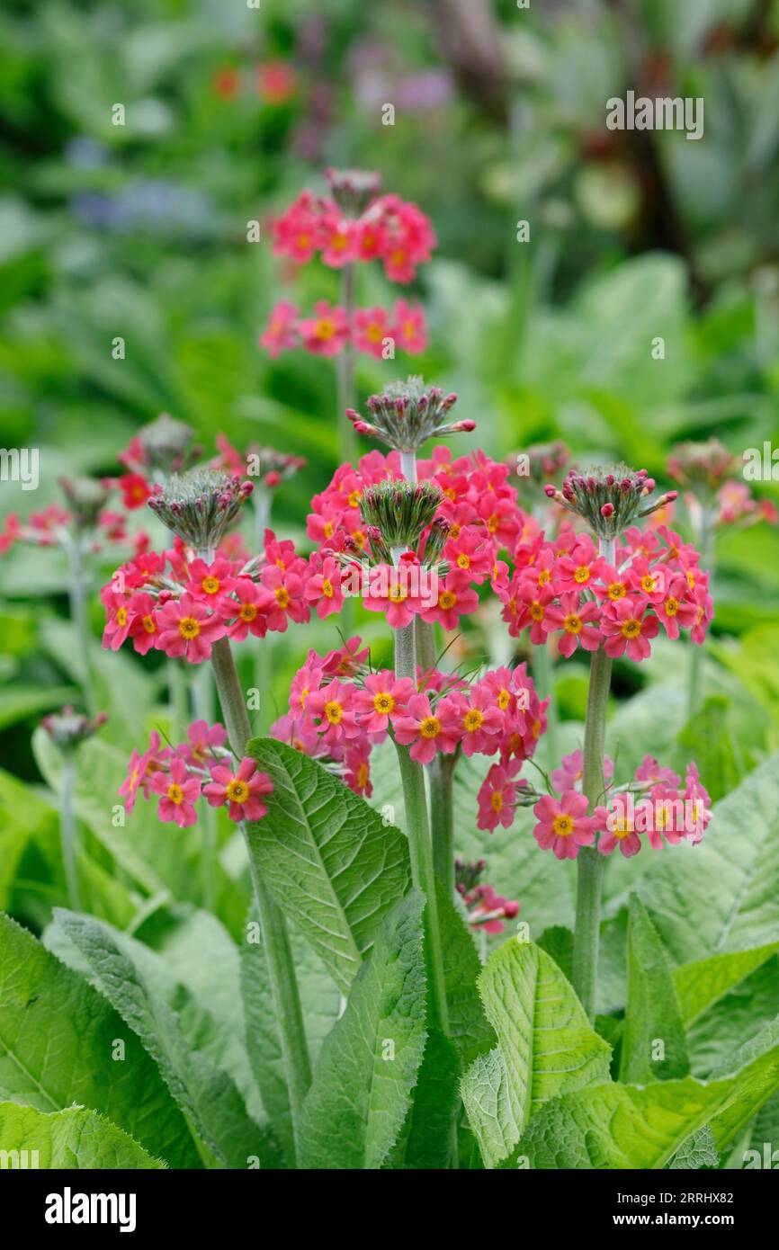 Close up red primula hi-res stock photography and images - Alamy