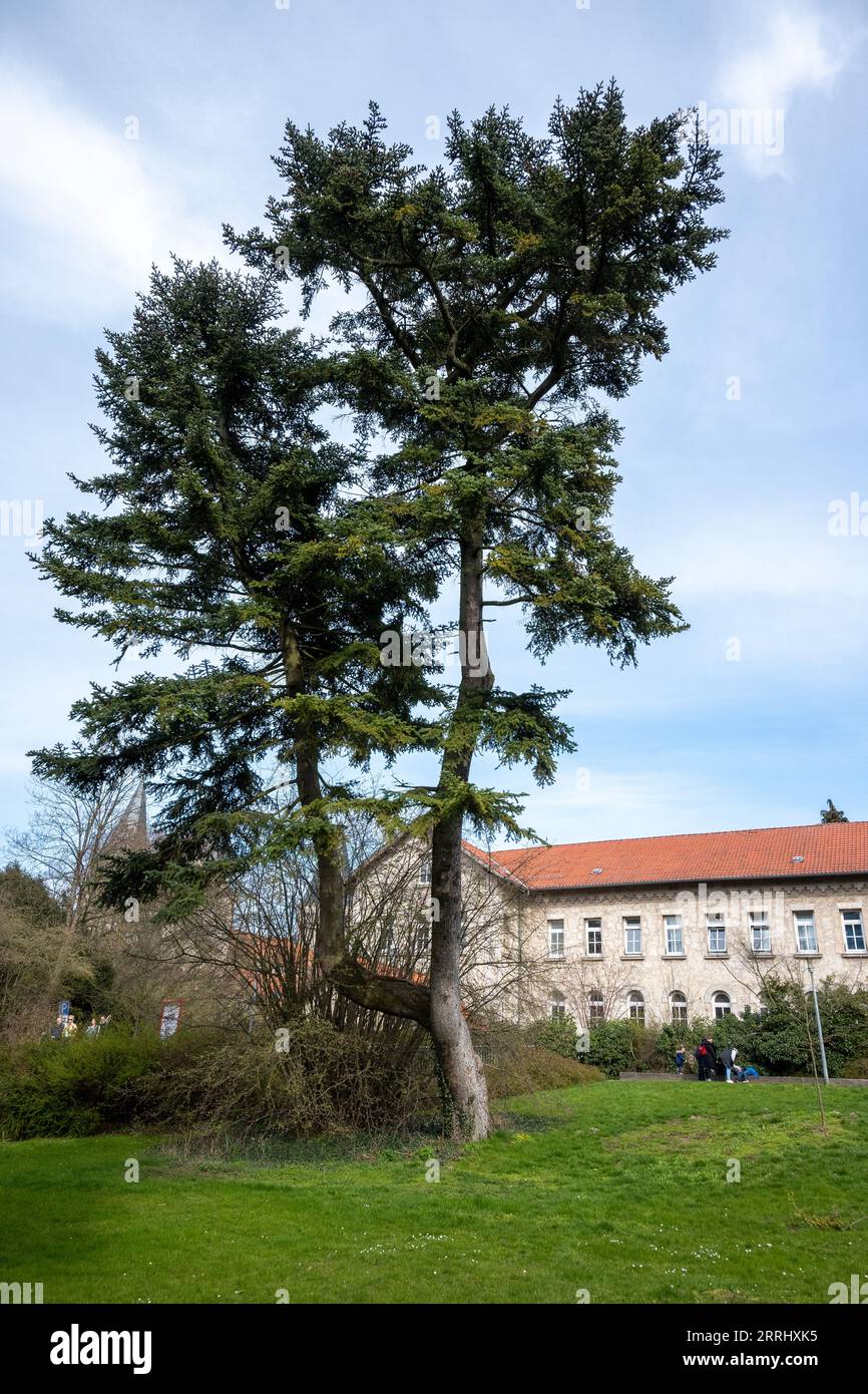 Königslutter am Elm, Germany Stock Photo - Alamy