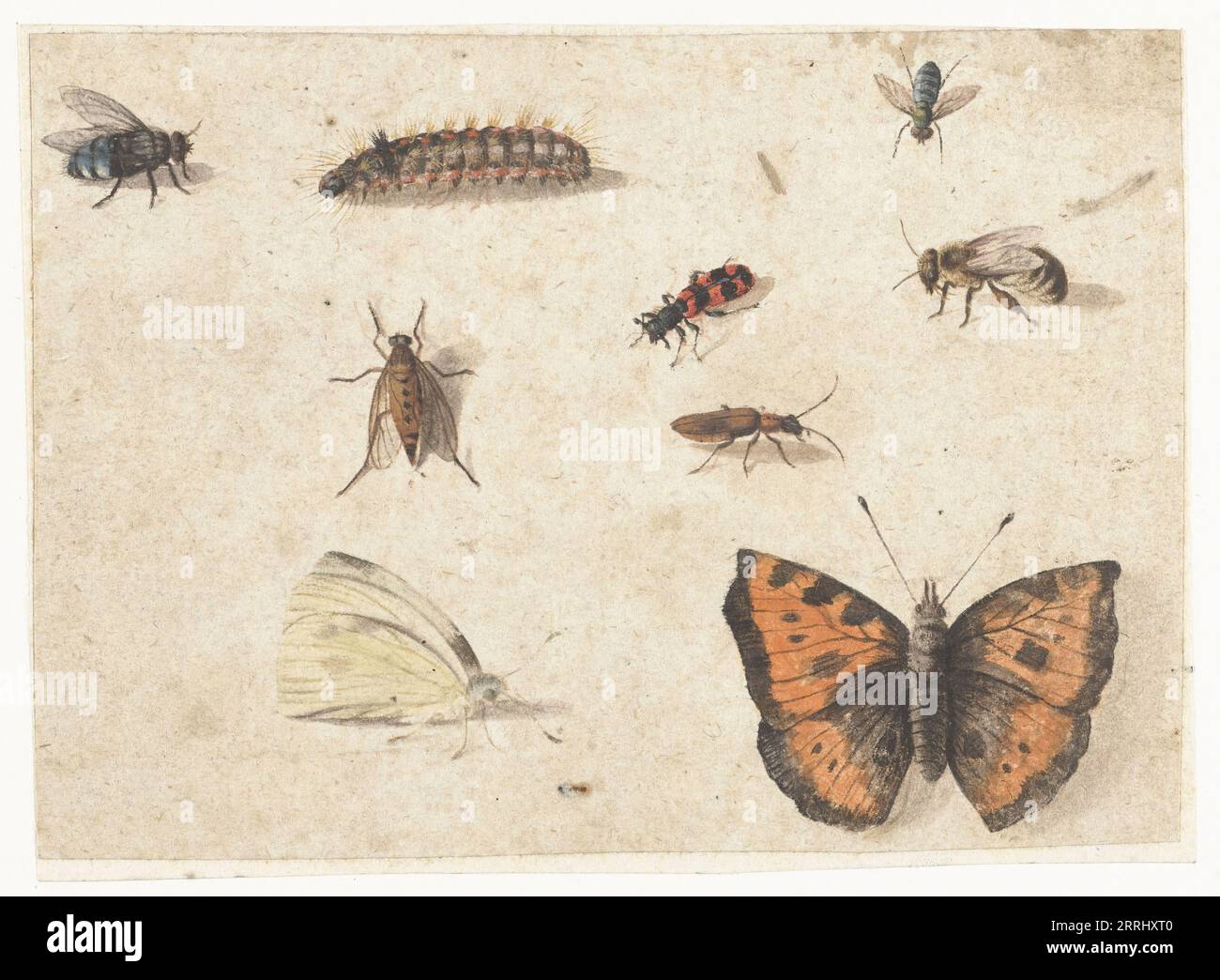 The study of insects Cut Out Stock Images & Pictures - Alamy