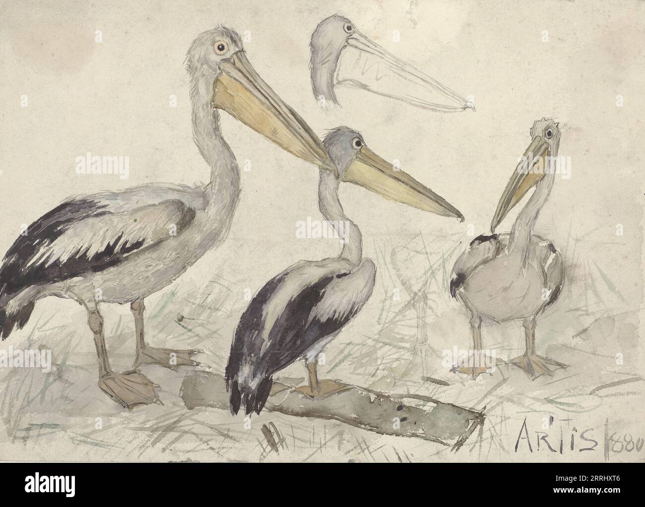 Amsterdam zoo garden hi-res stock photography and images - Alamy