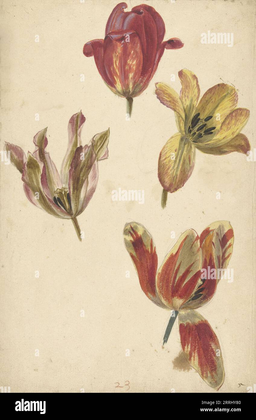 Four flower studies hi-res stock photography and images - Alamy