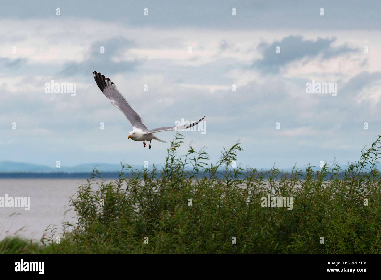 Xingkai lake reserve hi-res stock photography and images - Alamy