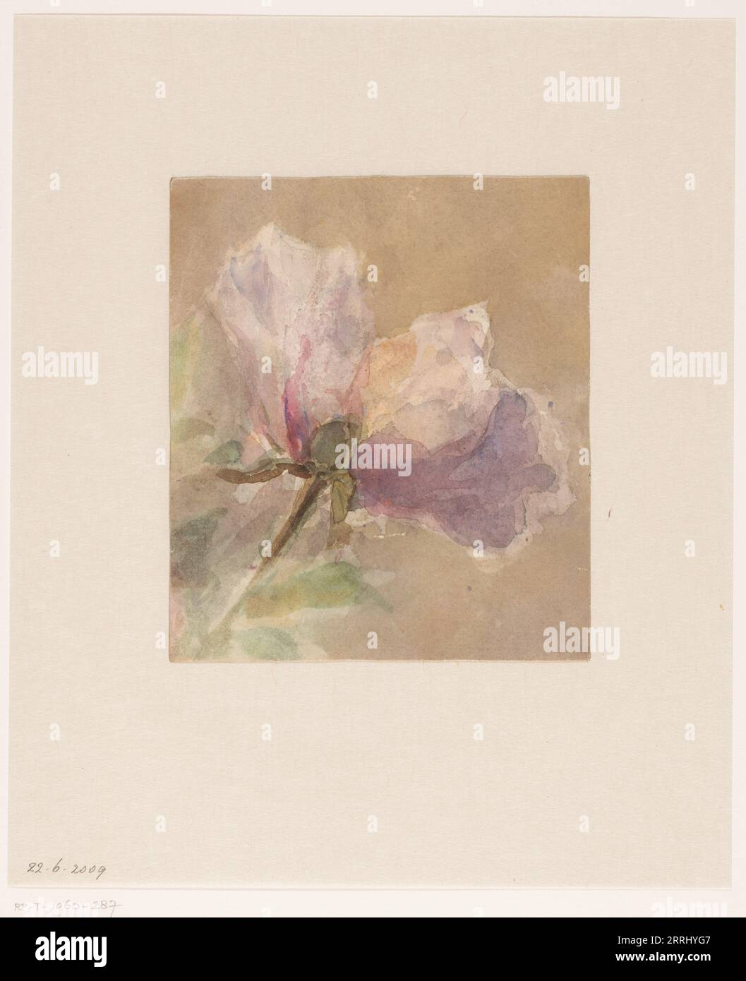 Wilting rose drawing hi-res stock photography and images - Alamy