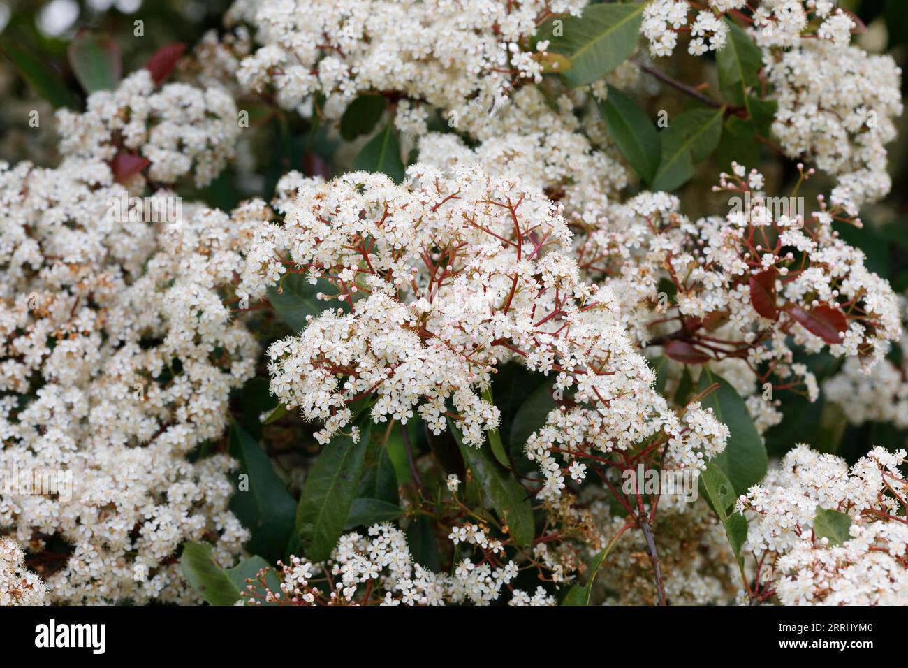 Photinia × fraseri 'Red Robin' in flower Stock Photo - Alamy