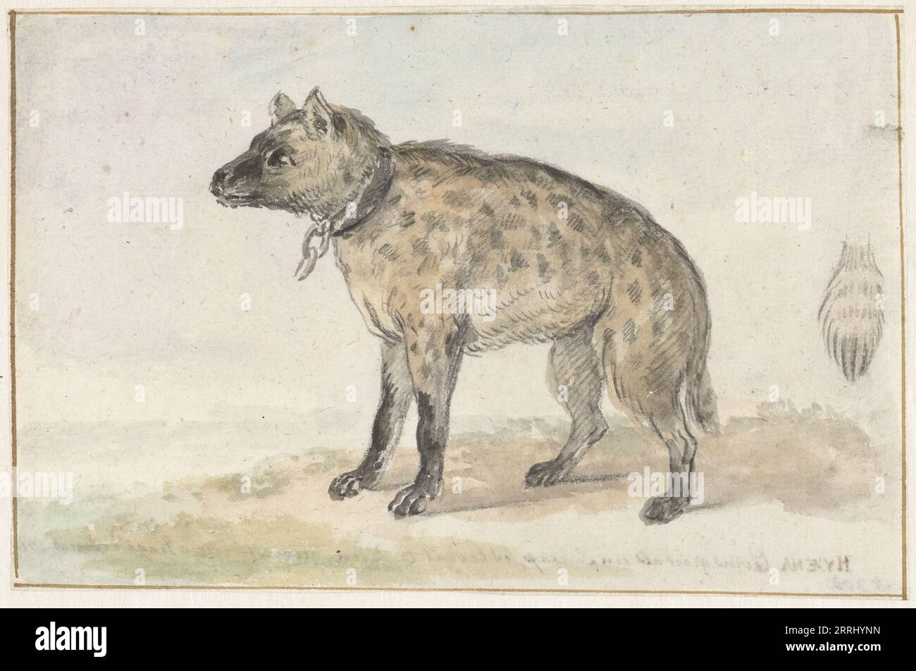 Hyena tail hi-res stock photography and images - Alamy