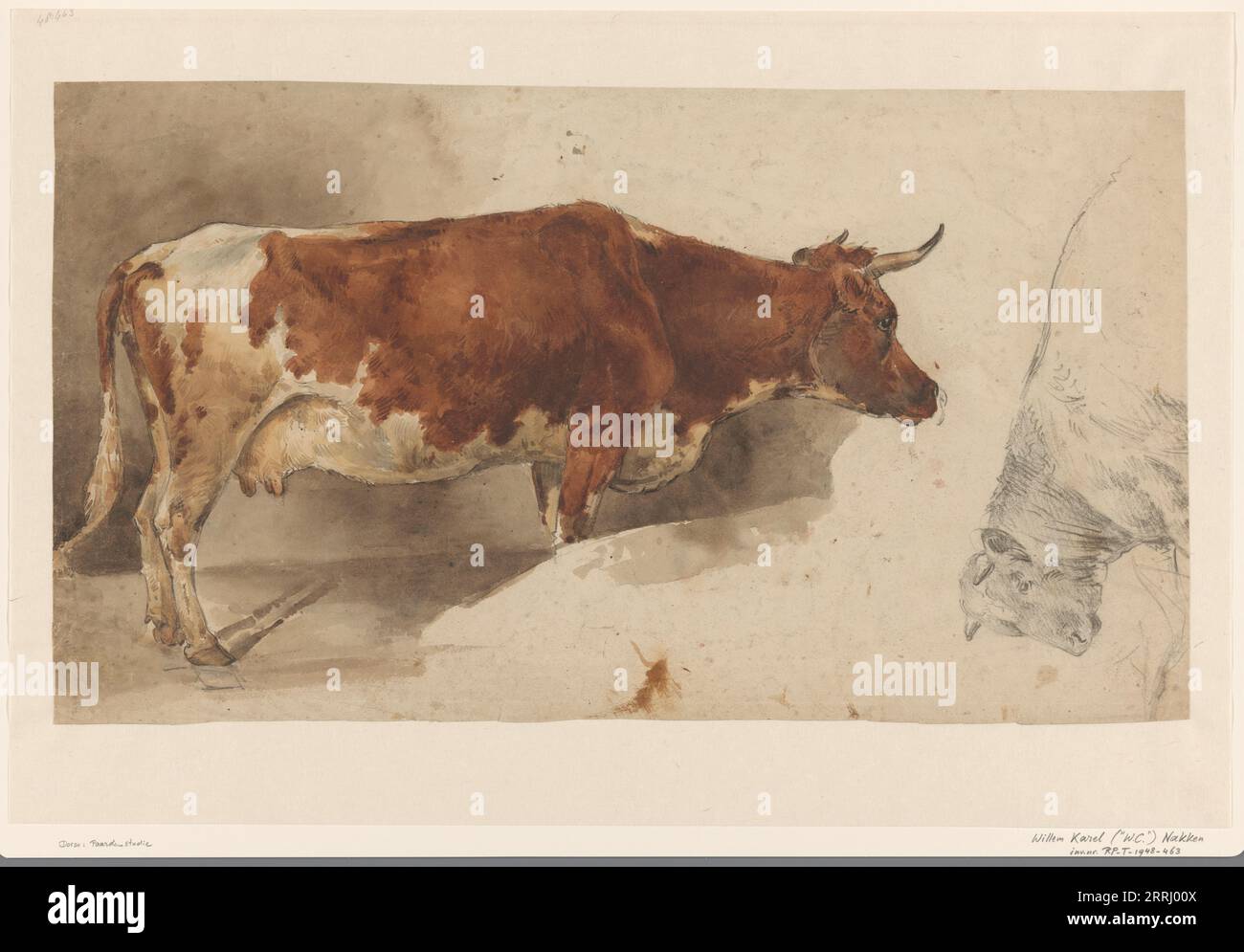 Standing cow, to the right, and sketch of a cow, 1845-1926 Stock Photo ...