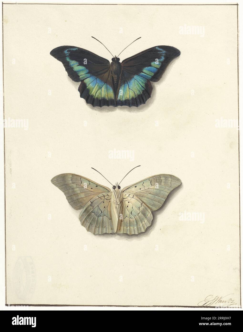 Top and bottom view of a butterfly, 1792-1861 Stock Photo - Alamy