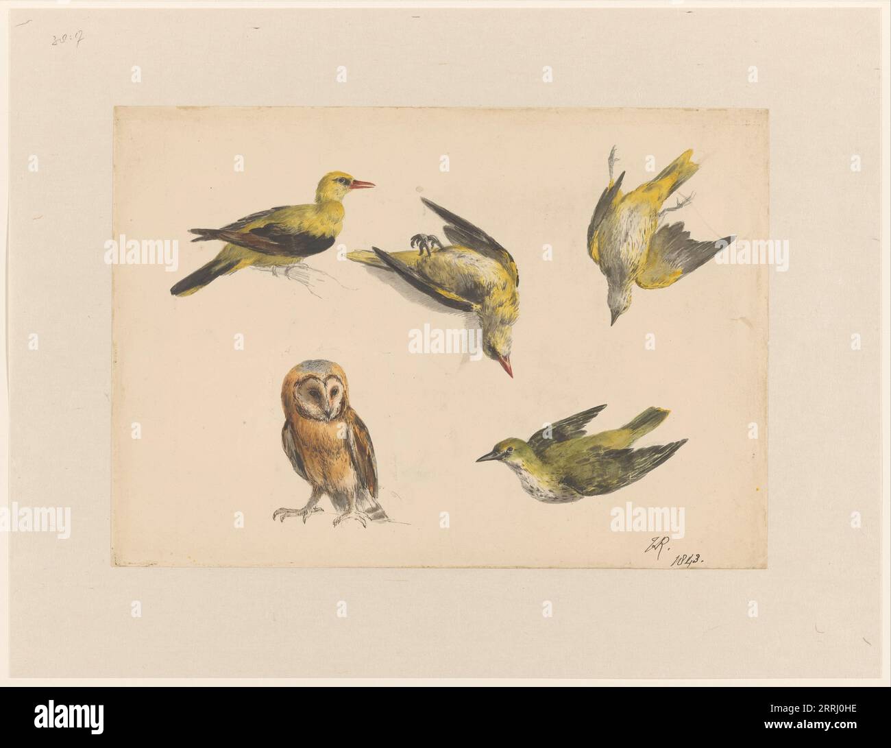 Owl studies hi-res stock photography and images - Alamy