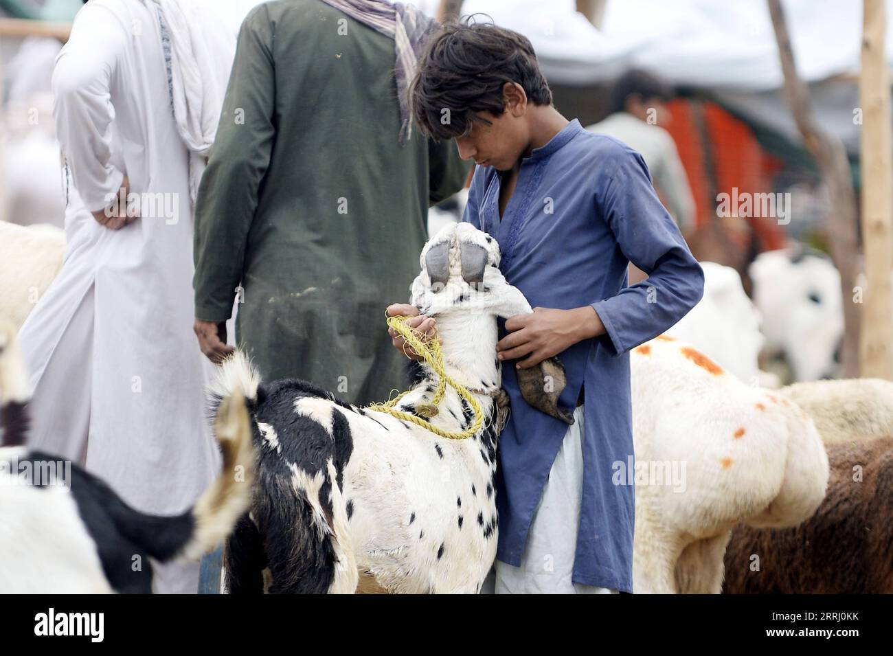 Pakistan Animals