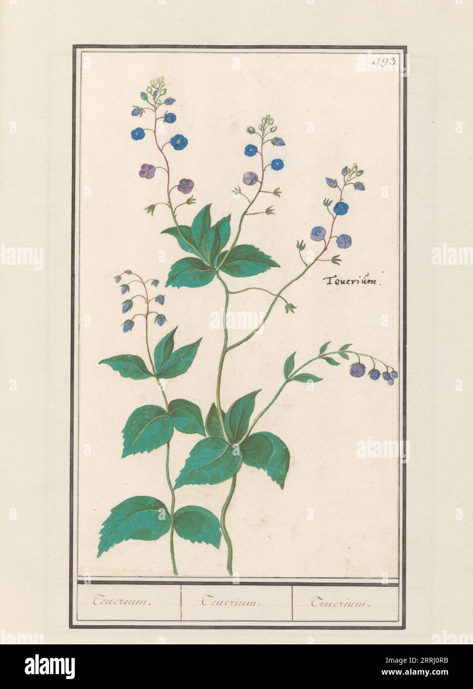 Speedwell or germander speedwell (Veronica chamaedrys), 1596-1610 ...