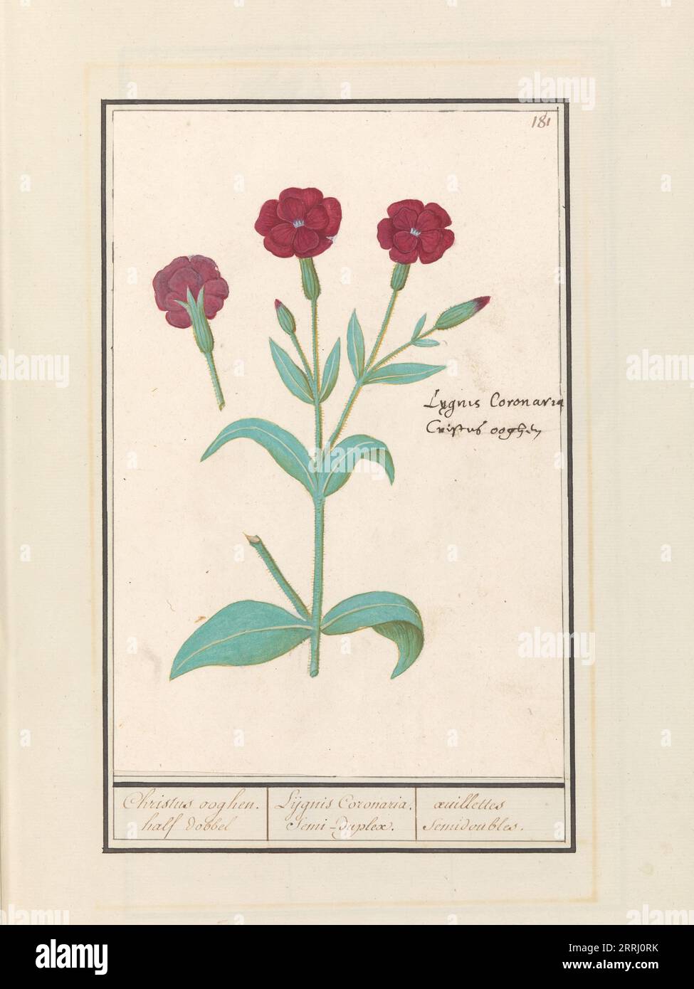 Cuckoo Flower (Lychnis) or Rose campion (Lychnis Coronaria), 1596-1610 ...