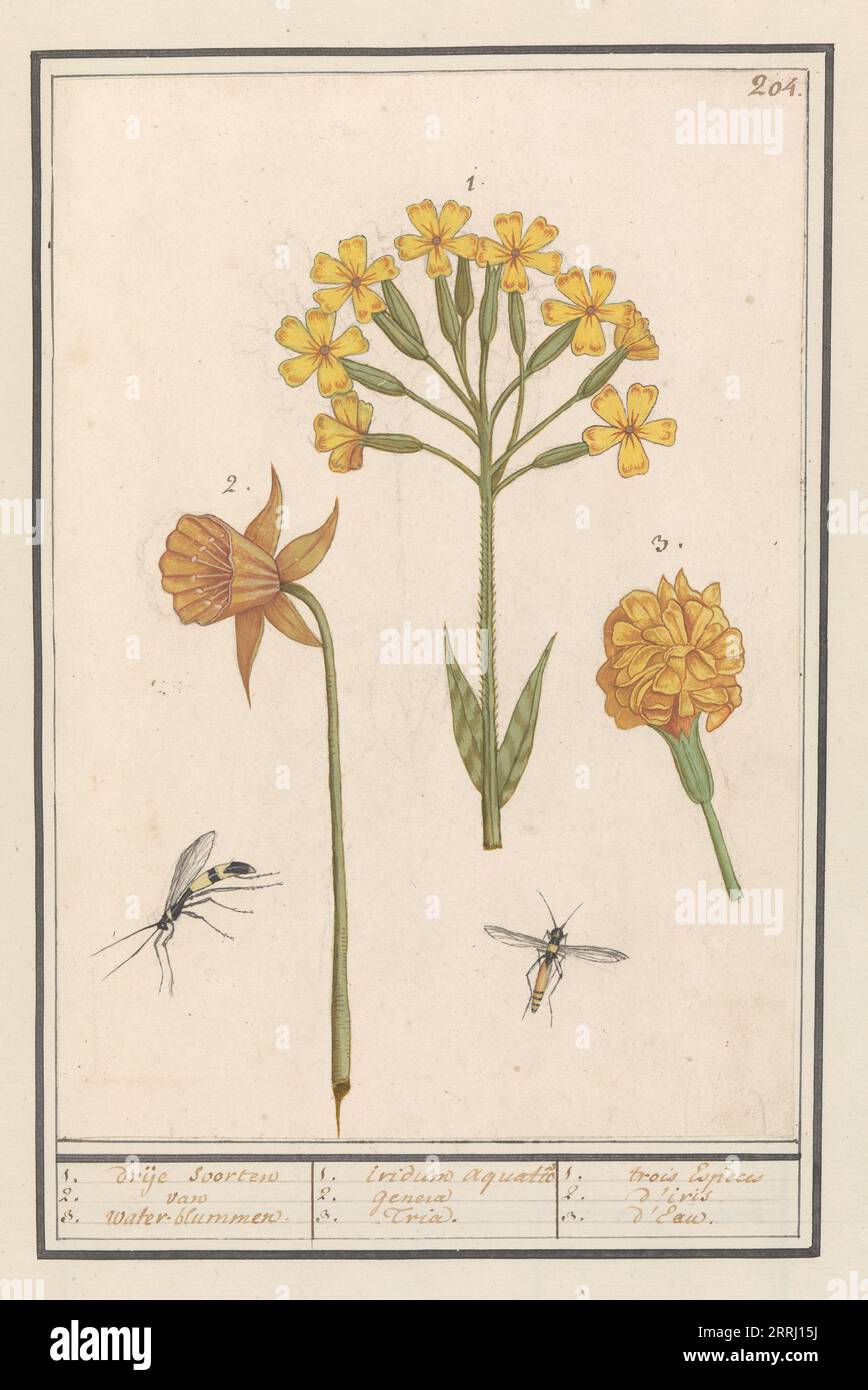 Narcis (Narcissus), Golden primrose (Primula veris) and Tagetes ...