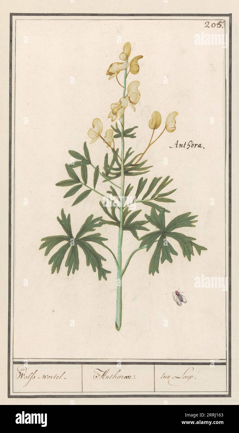 Yellow Aconite (Aconitum vulparia), 1596-1610. Commissioned by Emperor ...