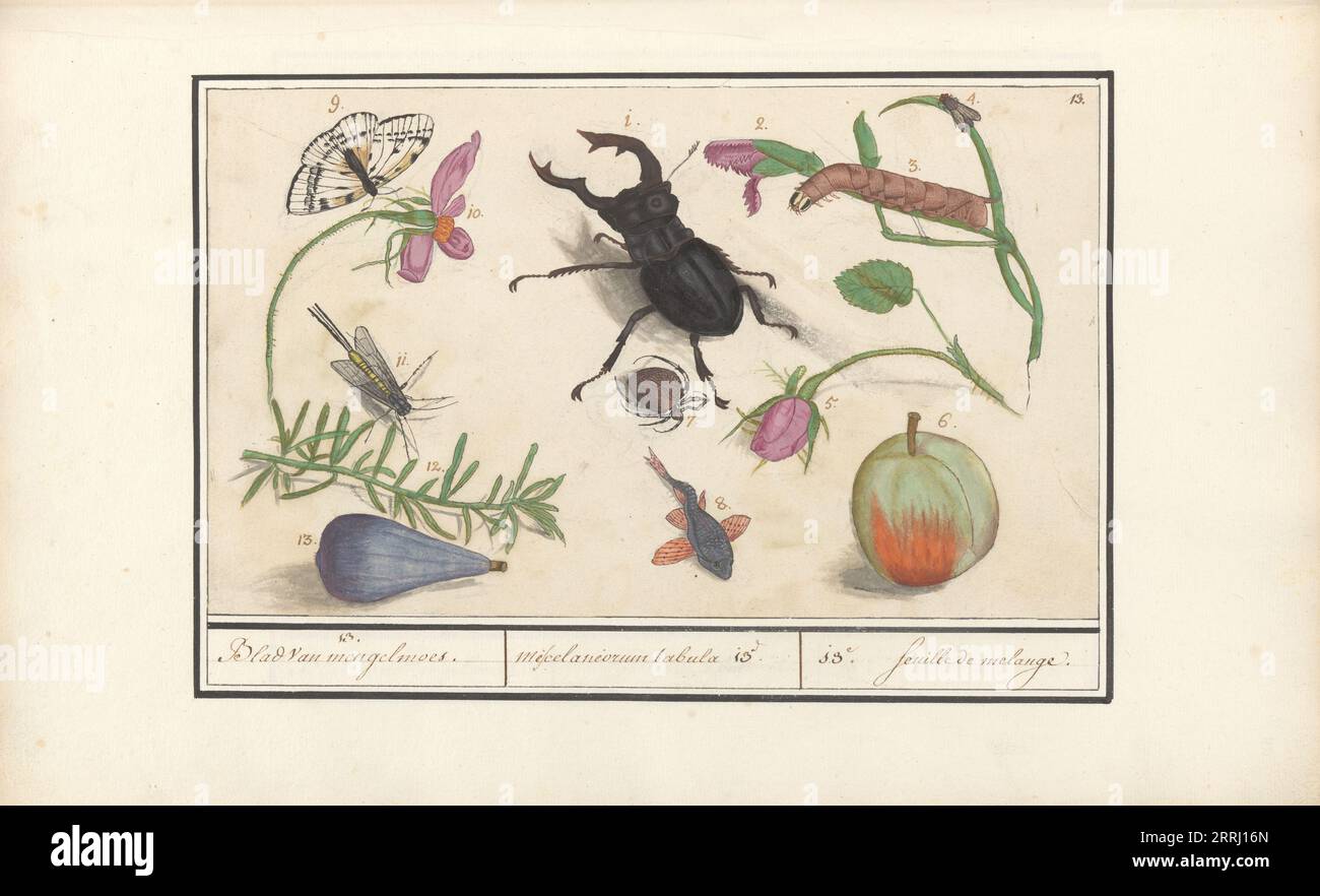 Natural History Ensemble (No. 13), 1596-1610. Commissioned by Emperor ...