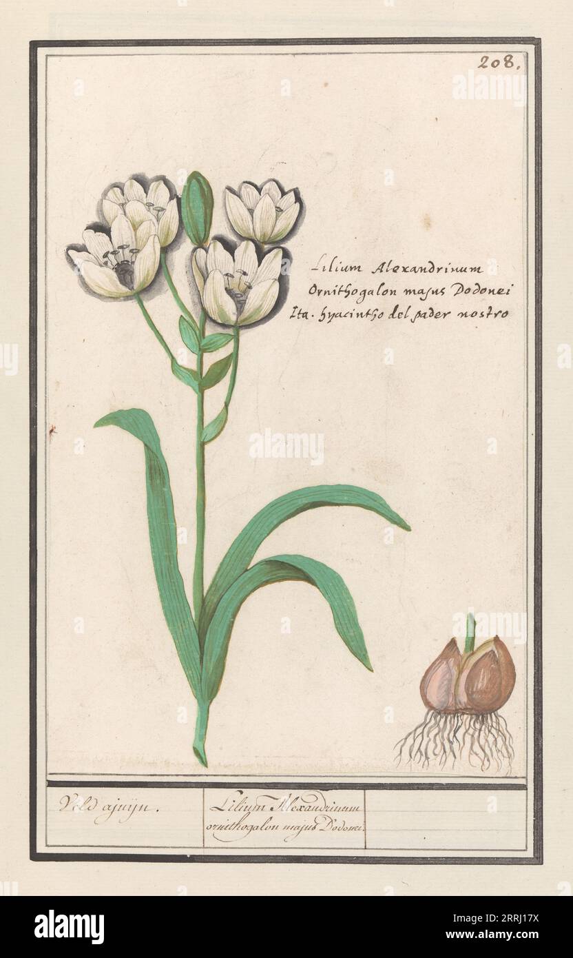 Arabian Star Flower (Ornithogalum arabicum), 1596-1610. Commissioned by ...
