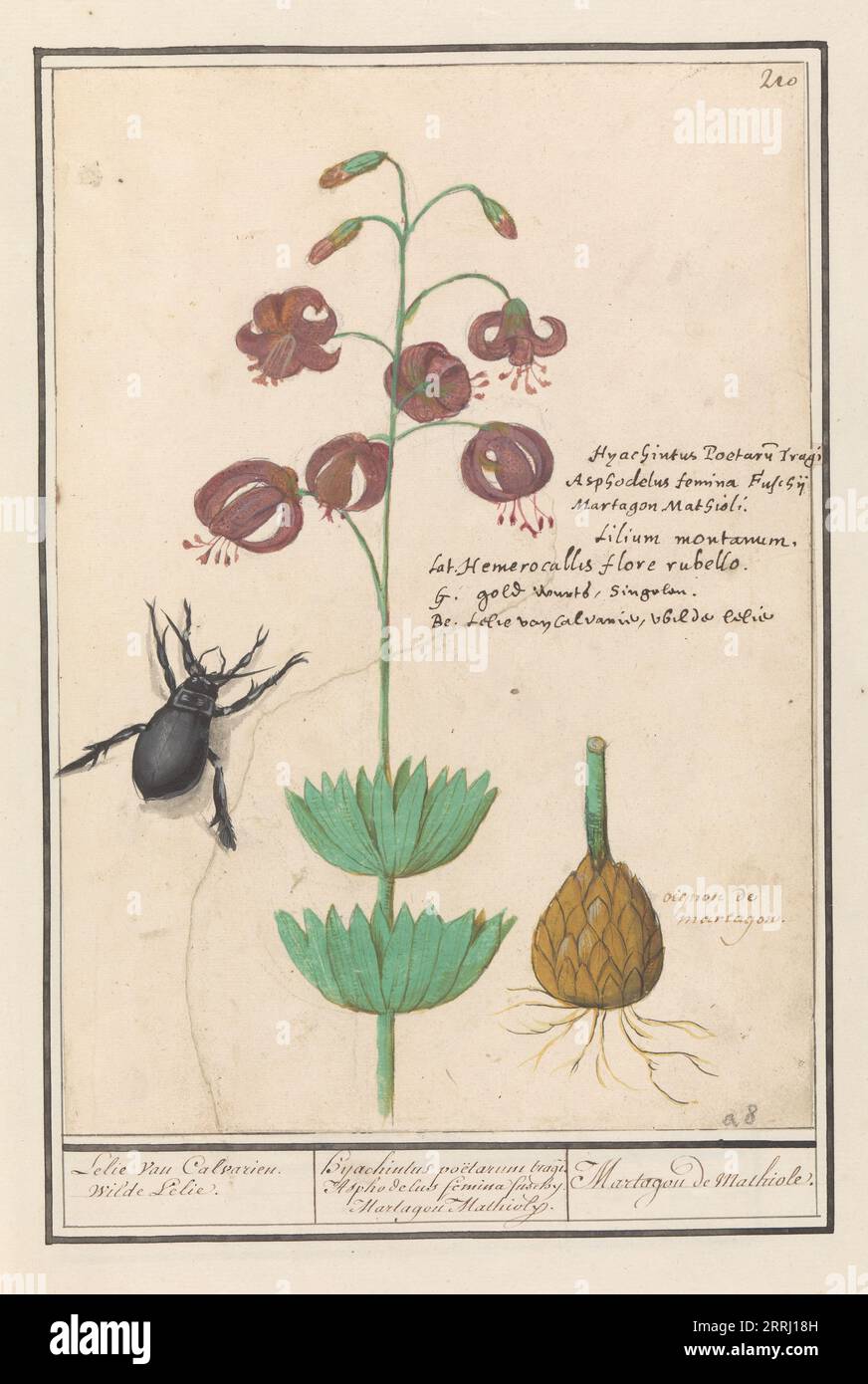 Turks cap lily (Lilium martagon), 1596-1610. Commissioned by Emperor ...