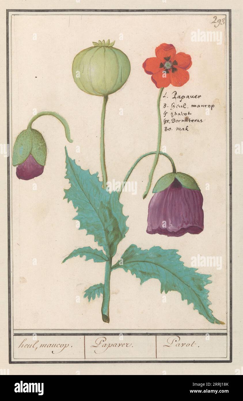 Poppy, 1596-1610. Commissioned by Emperor Rudolf II Stock Photo - Alamy