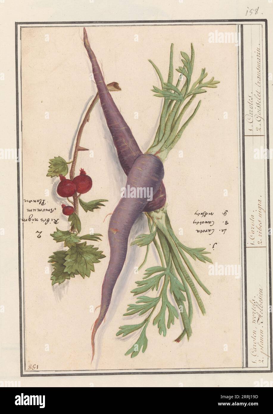 Carrot (Daucus carota) and red currant (Ribes rubrum), 1596-1610 ...