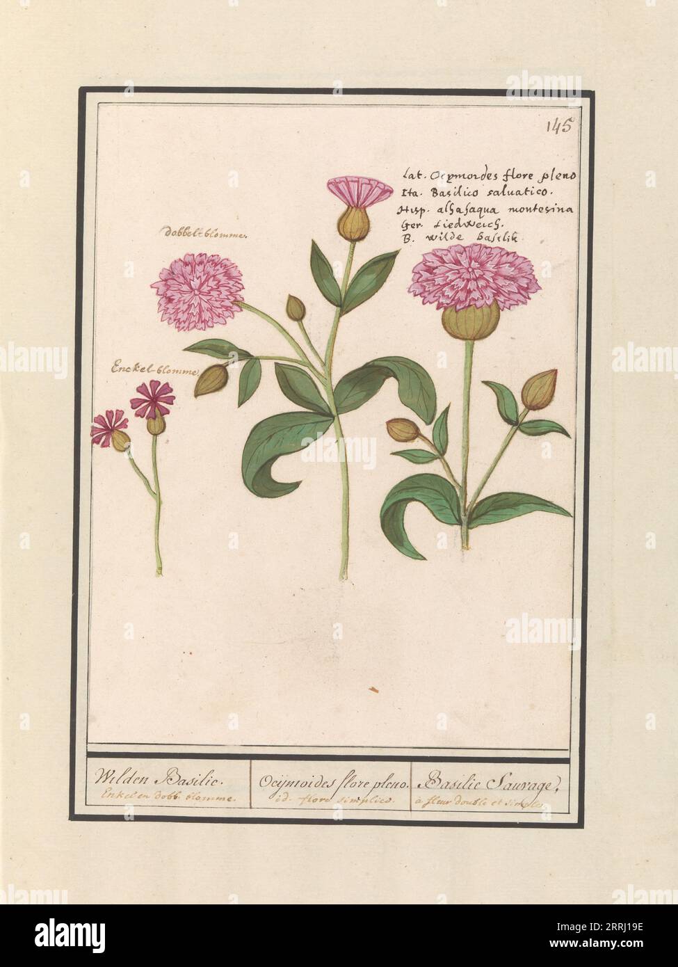 Cuckoo flower (Silene dioica), 1596-1610. Commissioned by Emperor ...
