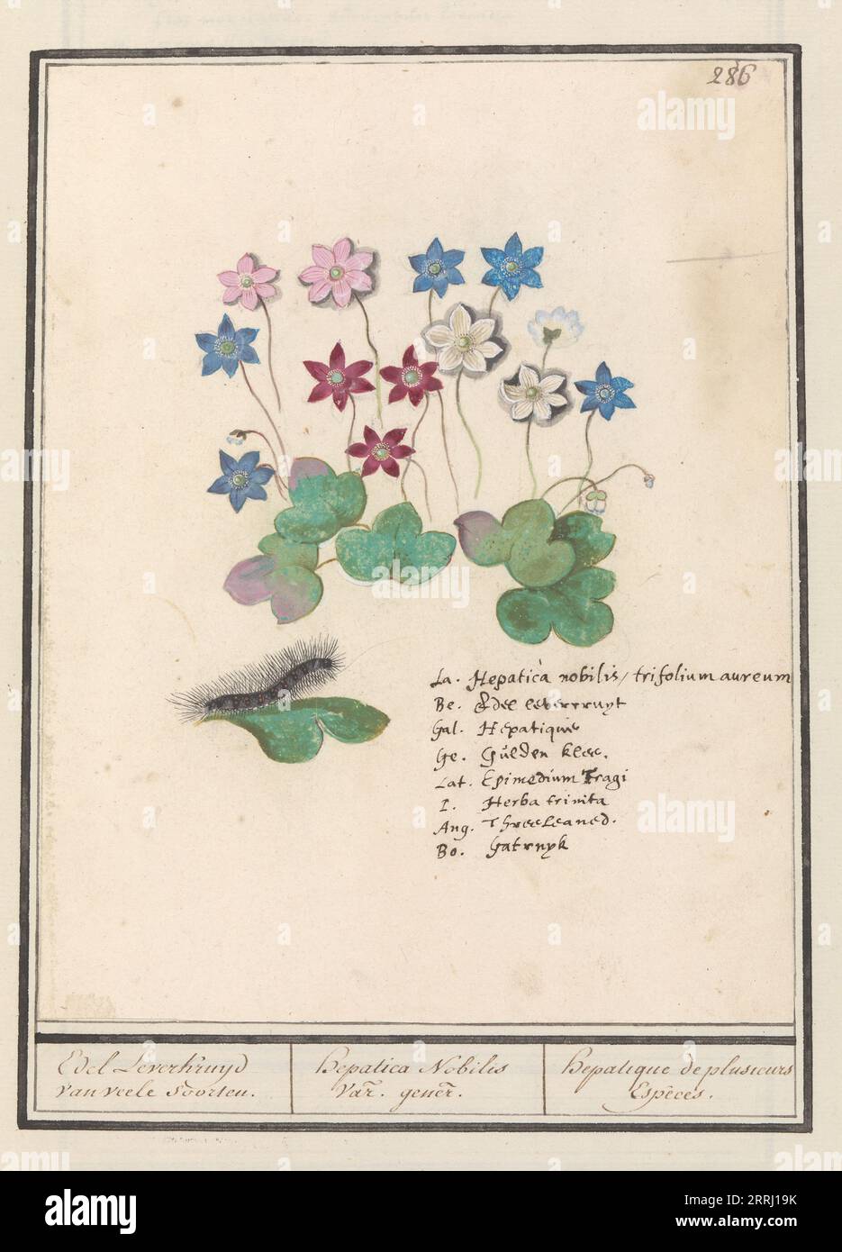 Liver flower (Anemone hepatica, old name: Hepatica nobilis), 1596-1610 ...