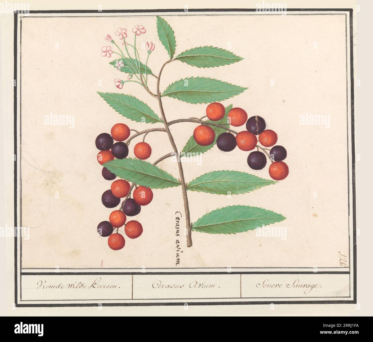 Prunus serotina art hi-res stock photography and images - Alamy