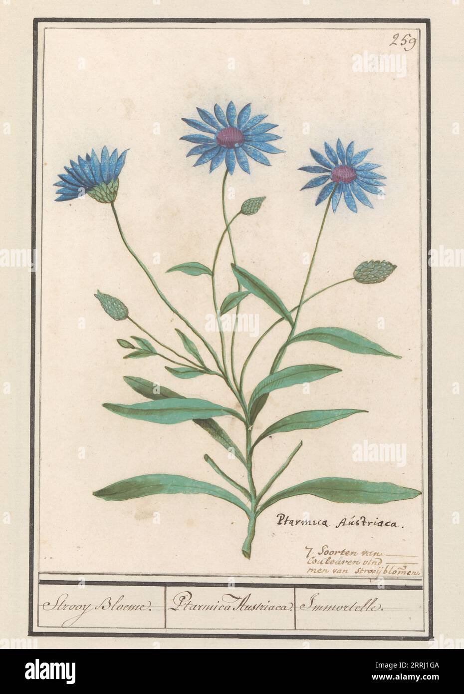 Blue Strawflower (Catananche caerulea), 1596-1610. Commissioned by ...