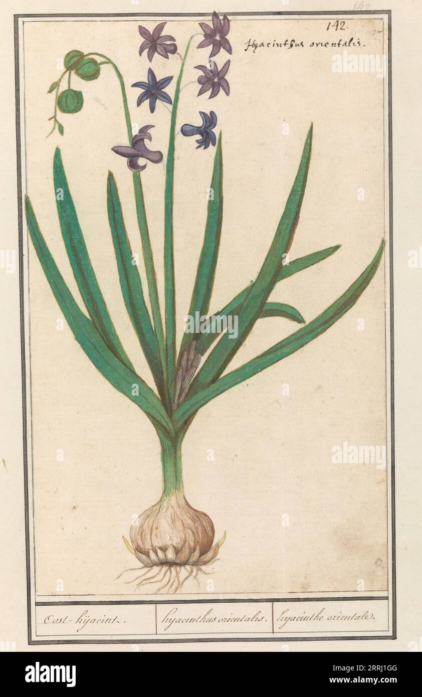 Hyacinth (Hyacinthus orientalis), 1596-1610. Commissioned by Emperor ...