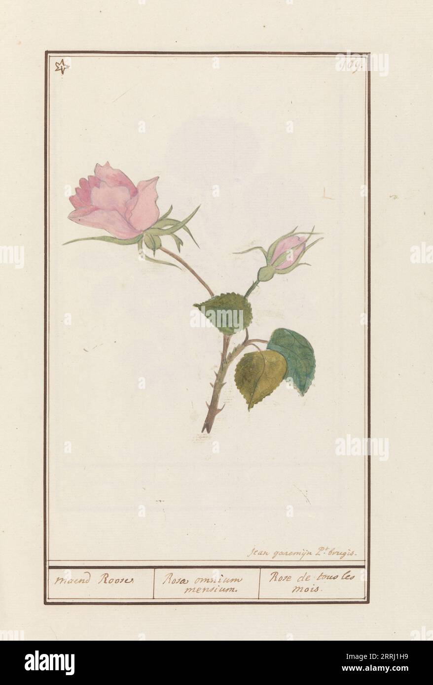 Rose (Rosa), 1790-1799. Commissioned by Emperor Rudolf II Stock Photo ...