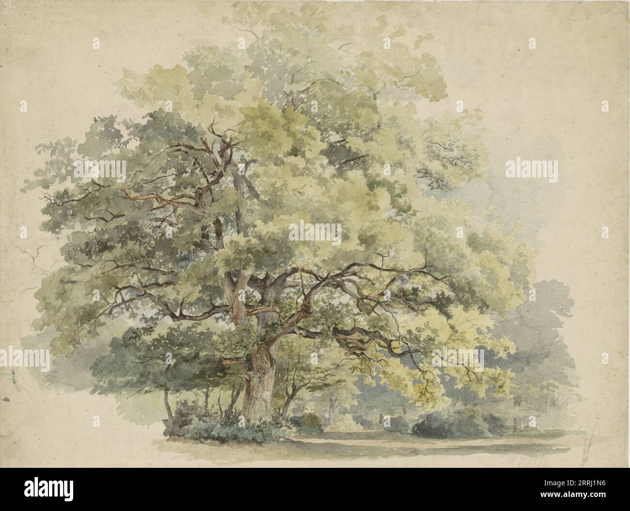 Tree study, 1819-1887 Stock Photo - Alamy