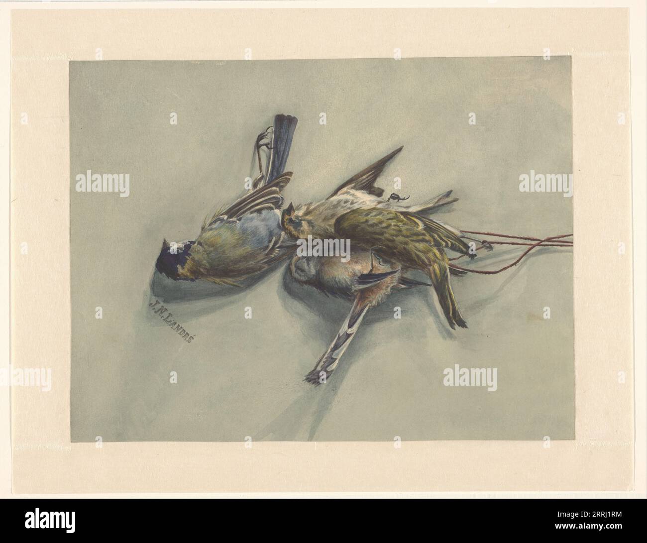 Three dead birds hi-res stock photography and images - Alamy