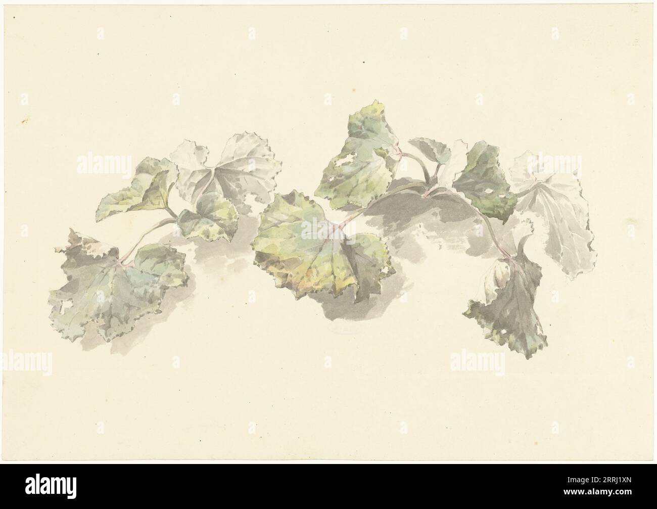 Illustrated botanical study hi-res stock photography and images - Alamy