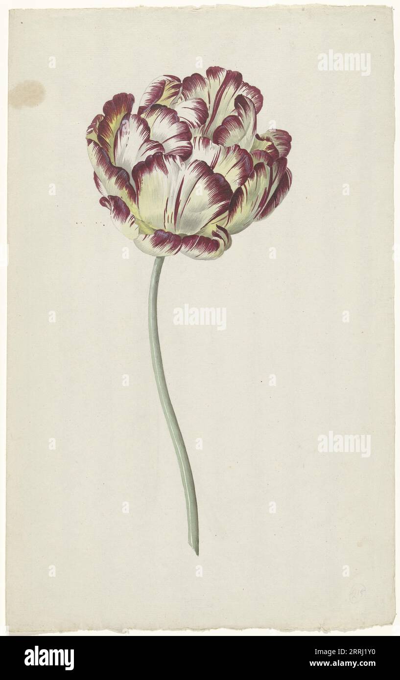Dutch tulip drawing hi-res stock photography and images - Alamy
