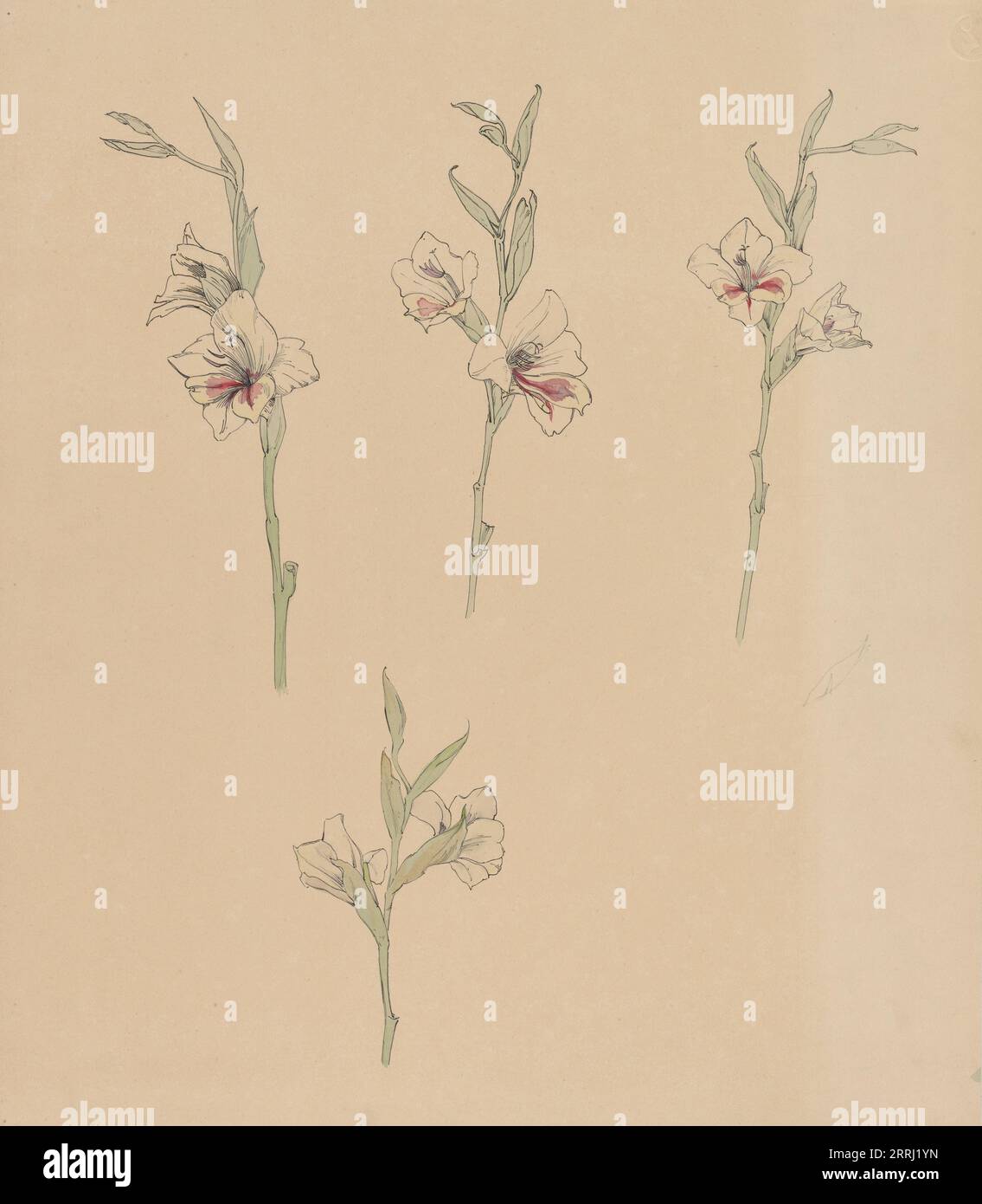 Flower studies, 1887-1924 Stock Photo - Alamy