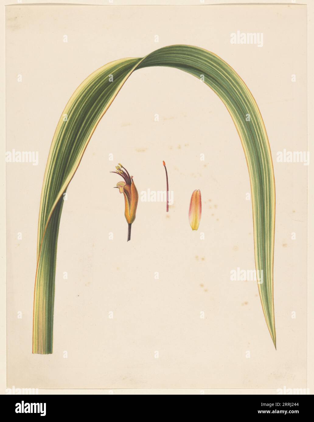 Illustrated botanical study hi-res stock photography and images - Alamy