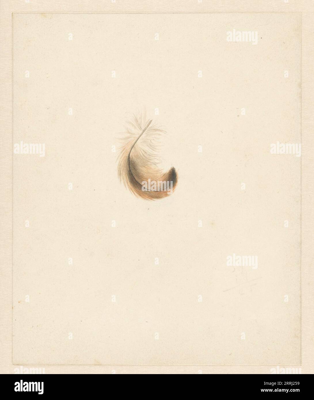 Feather depiction hi-res stock photography and images - Alamy
